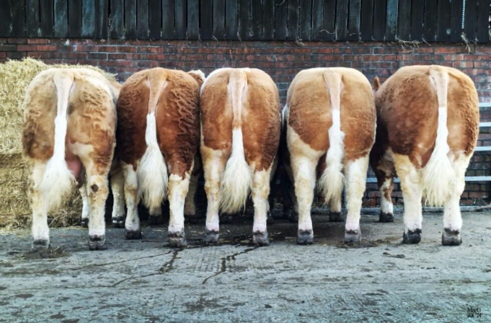 BARLOWS AIM TO BREED THE BEST SIMMENTALS - British Simmental Cattle Society