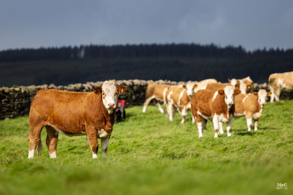 ‘BREEDING THE BEST’ SIMMENTALS TO FIT ALL SYSTEMS - British Simmental ...