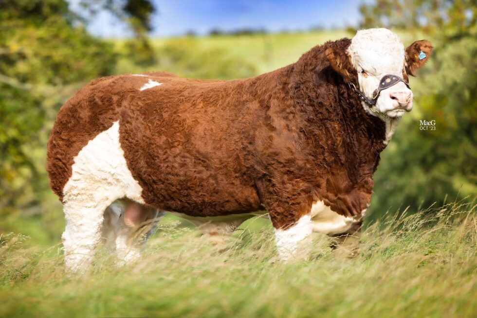 MODERN, VERSATILE OVERHILL HOUSE SIMMENTALS PROVING TO BE THE WHOLE ...