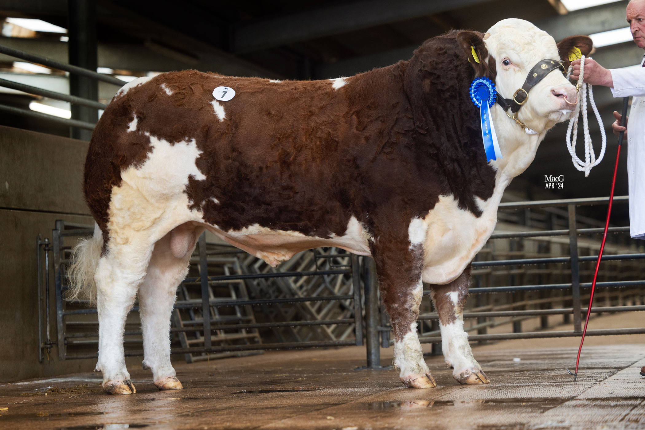 7500GNS KILLIWORGIE NORTH STAR (P) TOPS THE WORCESTER SIMMENTAL SALE ...