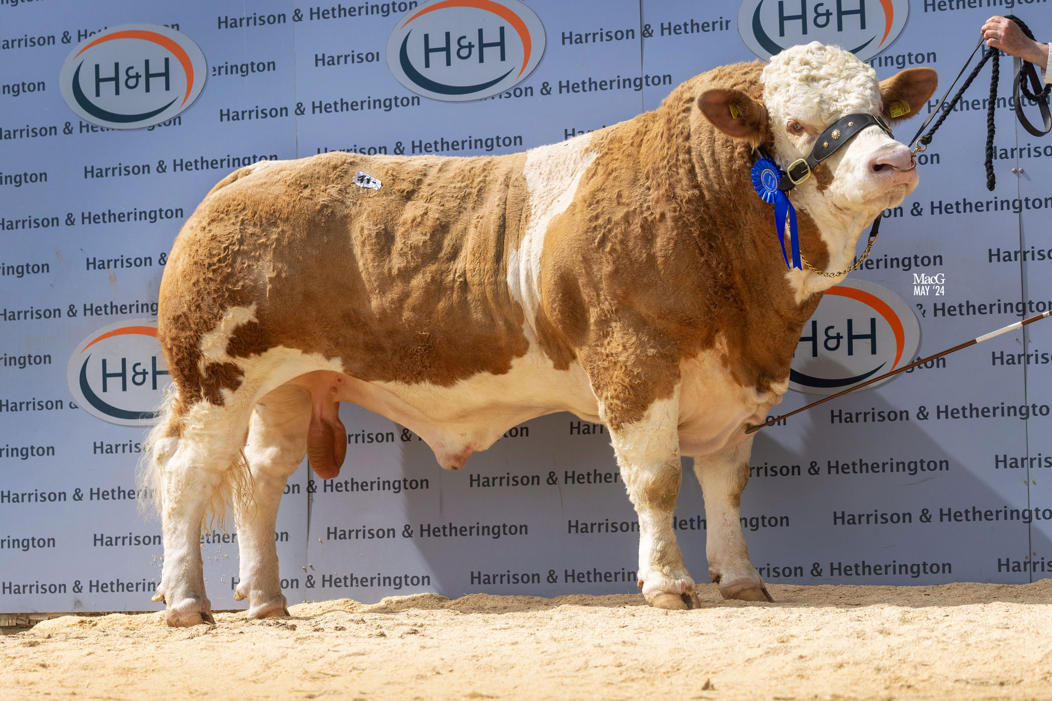 7,200GNS GRANGEWOOD NEW HOPE TOPS SOLID SIMMENTAL SALE AT CARLISLE ...