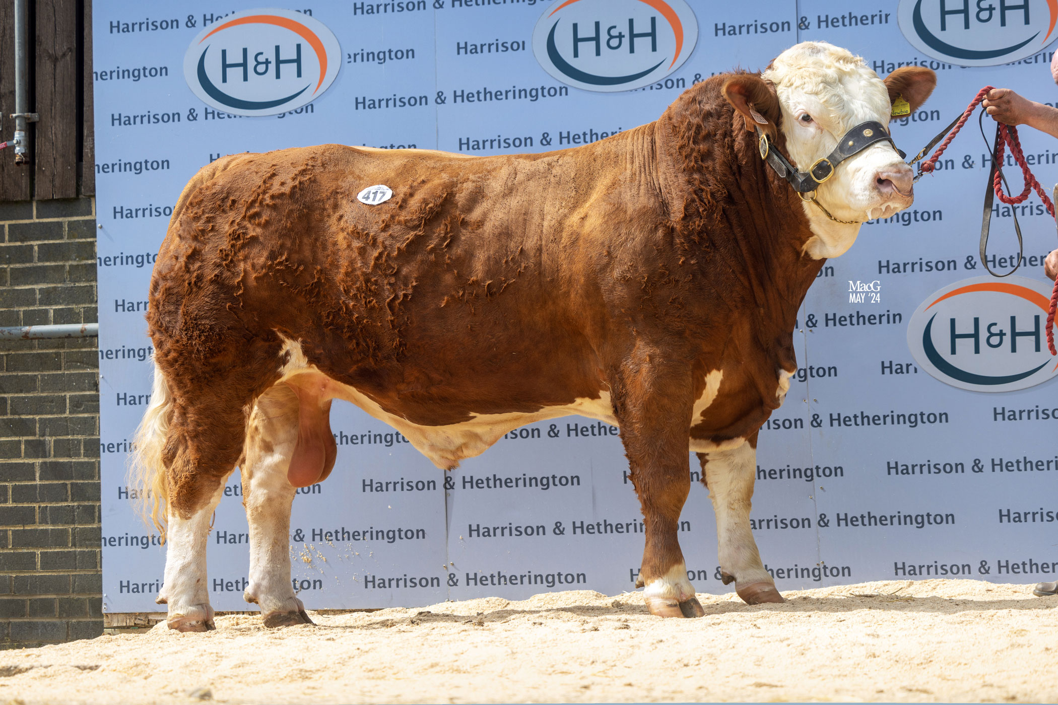 7,200GNS GRANGEWOOD NEW HOPE TOPS SOLID SIMMENTAL SALE AT CARLISLE ...
