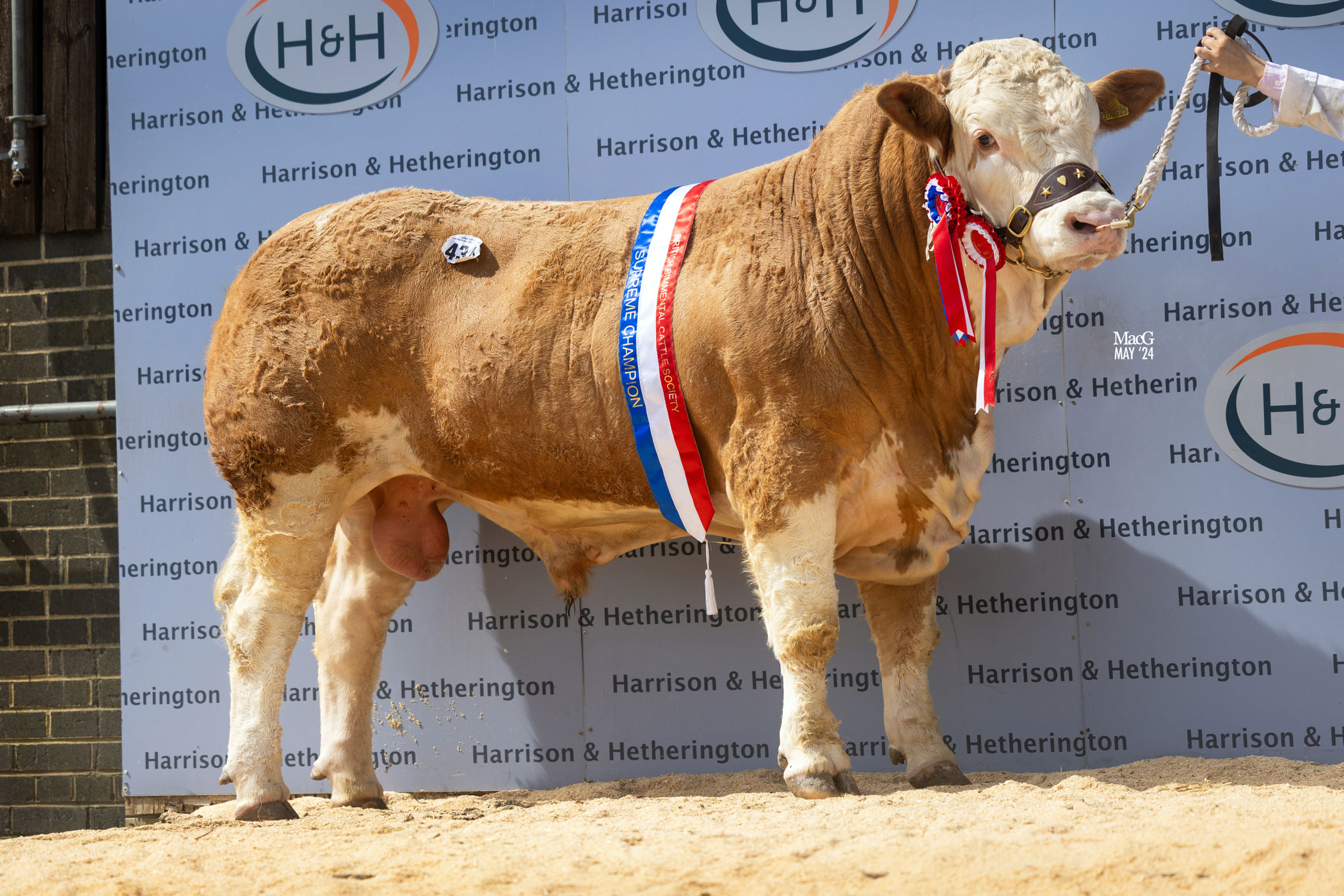 7,200GNS GRANGEWOOD NEW HOPE TOPS SOLID SIMMENTAL SALE AT CARLISLE ...