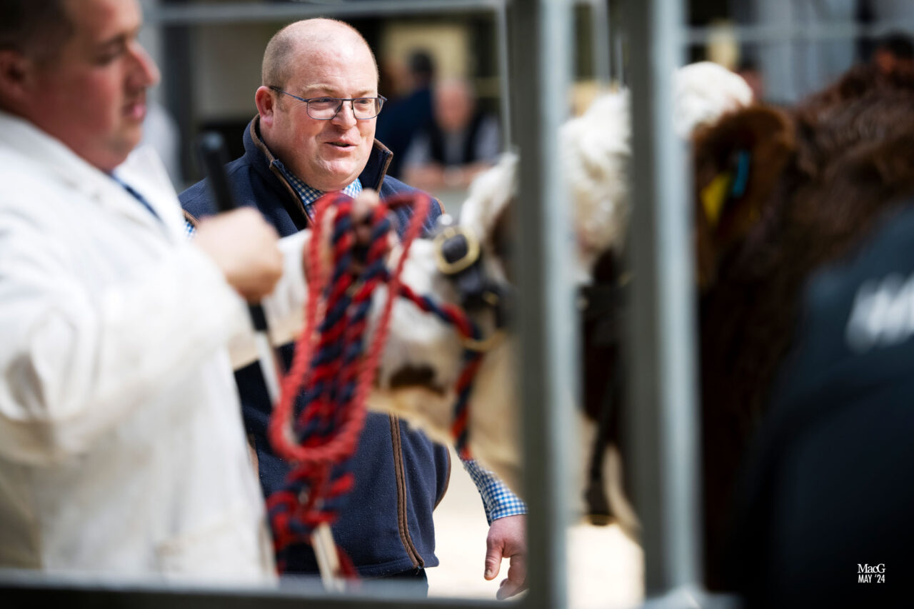 7,200GNS GRANGEWOOD NEW HOPE TOPS SOLID SIMMENTAL SALE AT CARLISLE ...