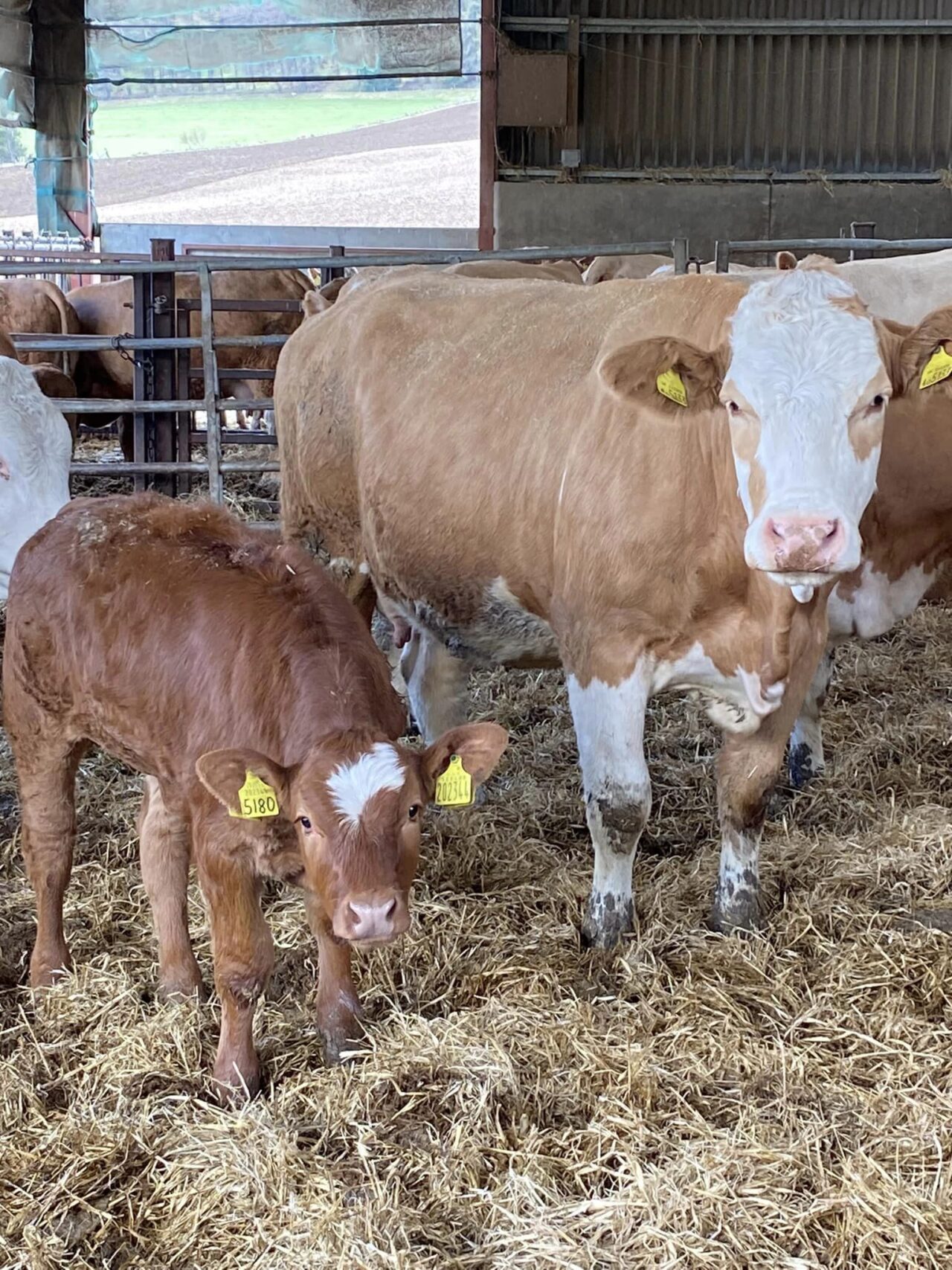 THAINSTONE SEES SIMMENTAL CROSS HEIFERS SELL TO £3950; £3850; £3750 ...