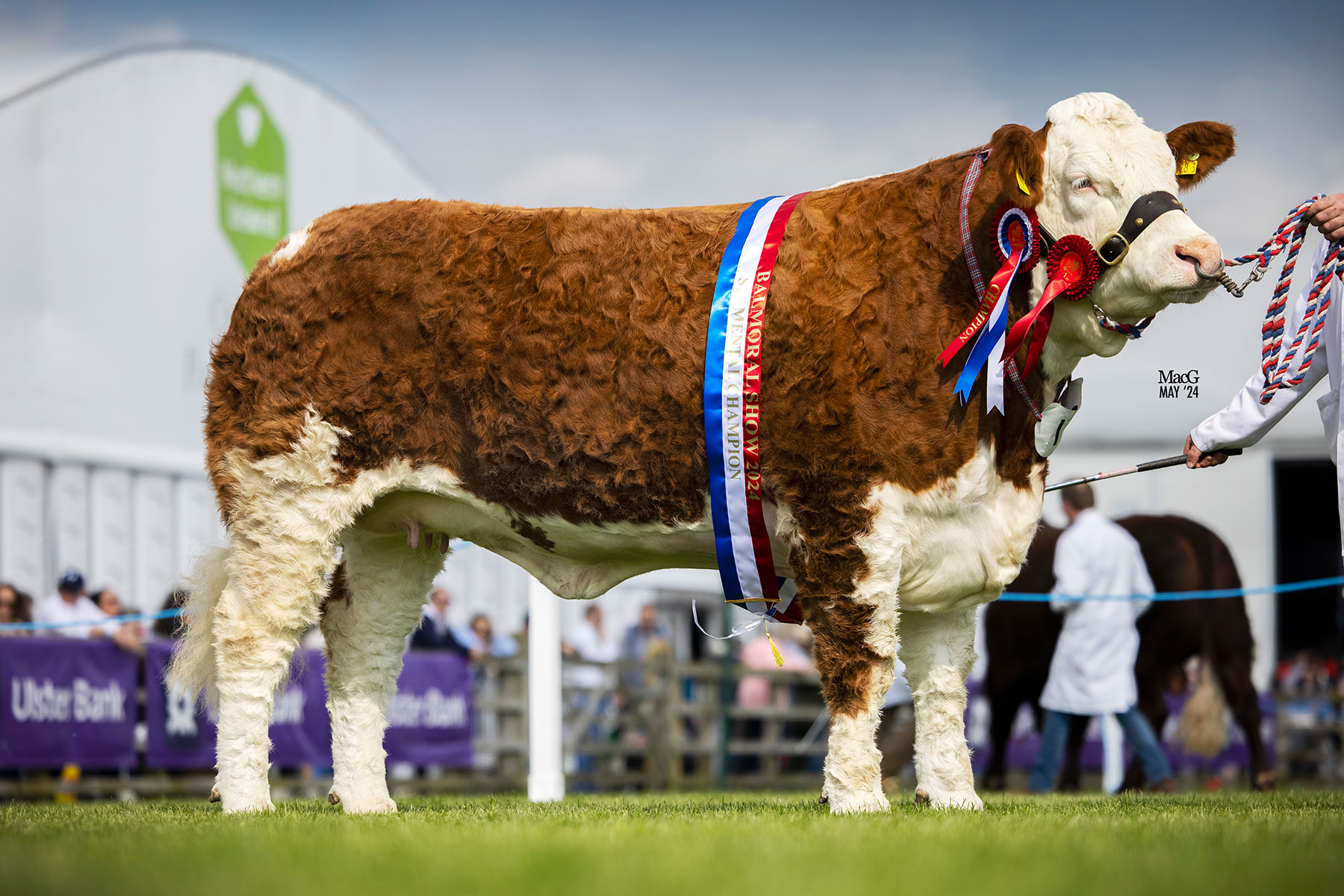 BALLINALARE FARM NIKITA ‘DOUBLES UP’ AND RETAINS HER RUAS BALMORAL SHOW ...