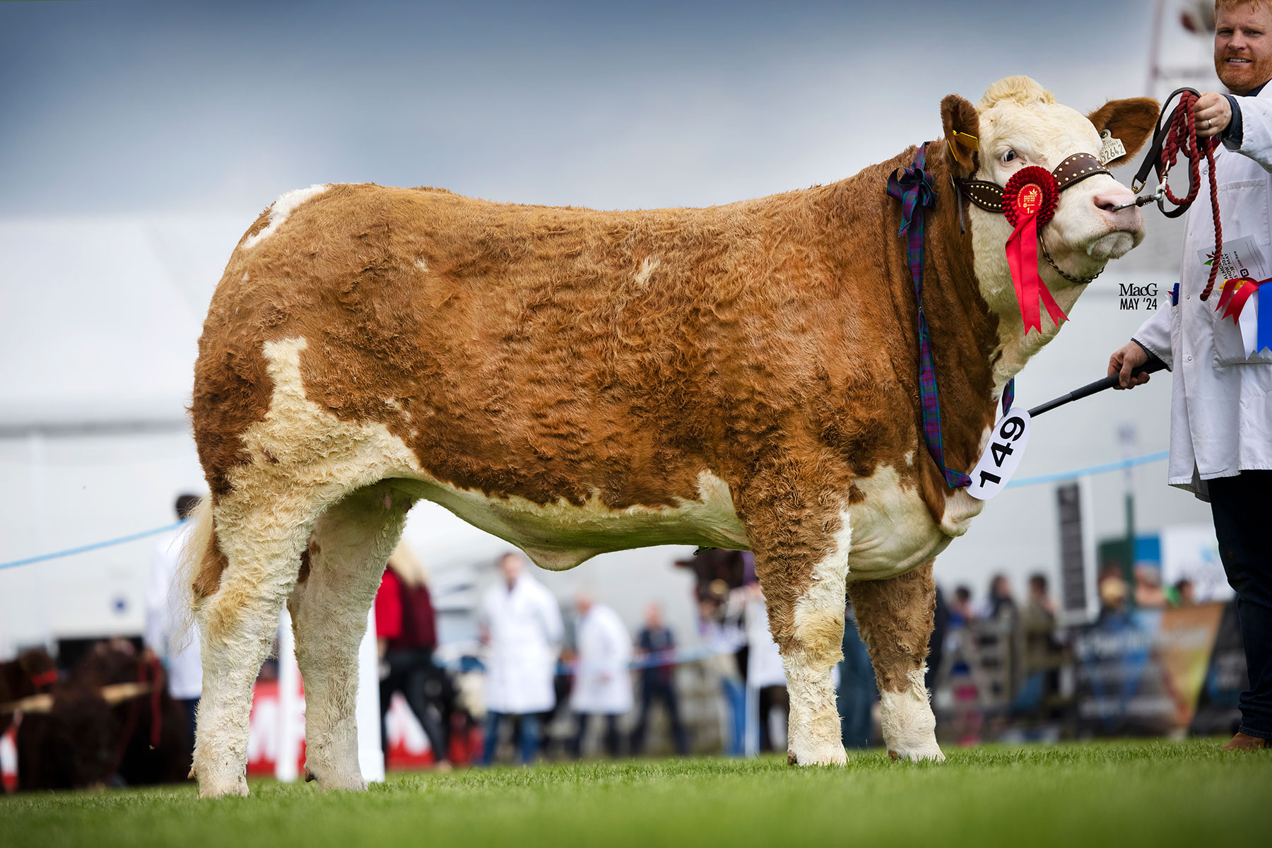 BALLINALARE FARM NIKITA ‘DOUBLES UP’ AND RETAINS HER RUAS BALMORAL SHOW ...