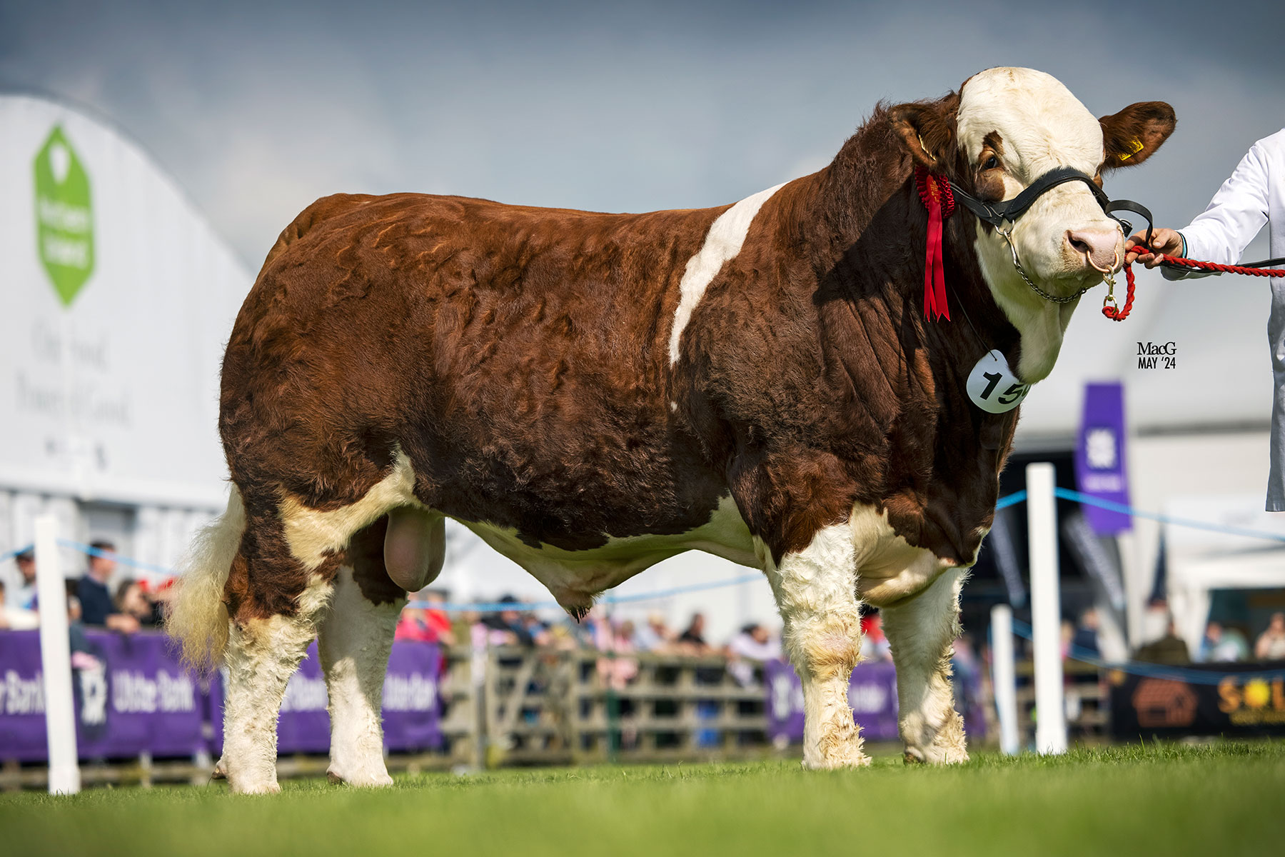 BALLINALARE FARM NIKITA ‘DOUBLES UP’ AND RETAINS HER RUAS BALMORAL SHOW ...