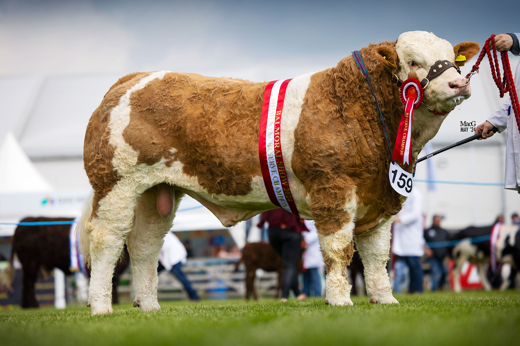BALLINALARE FARM NIKITA ‘DOUBLES UP’ AND RETAINS HER RUAS BALMORAL SHOW ...