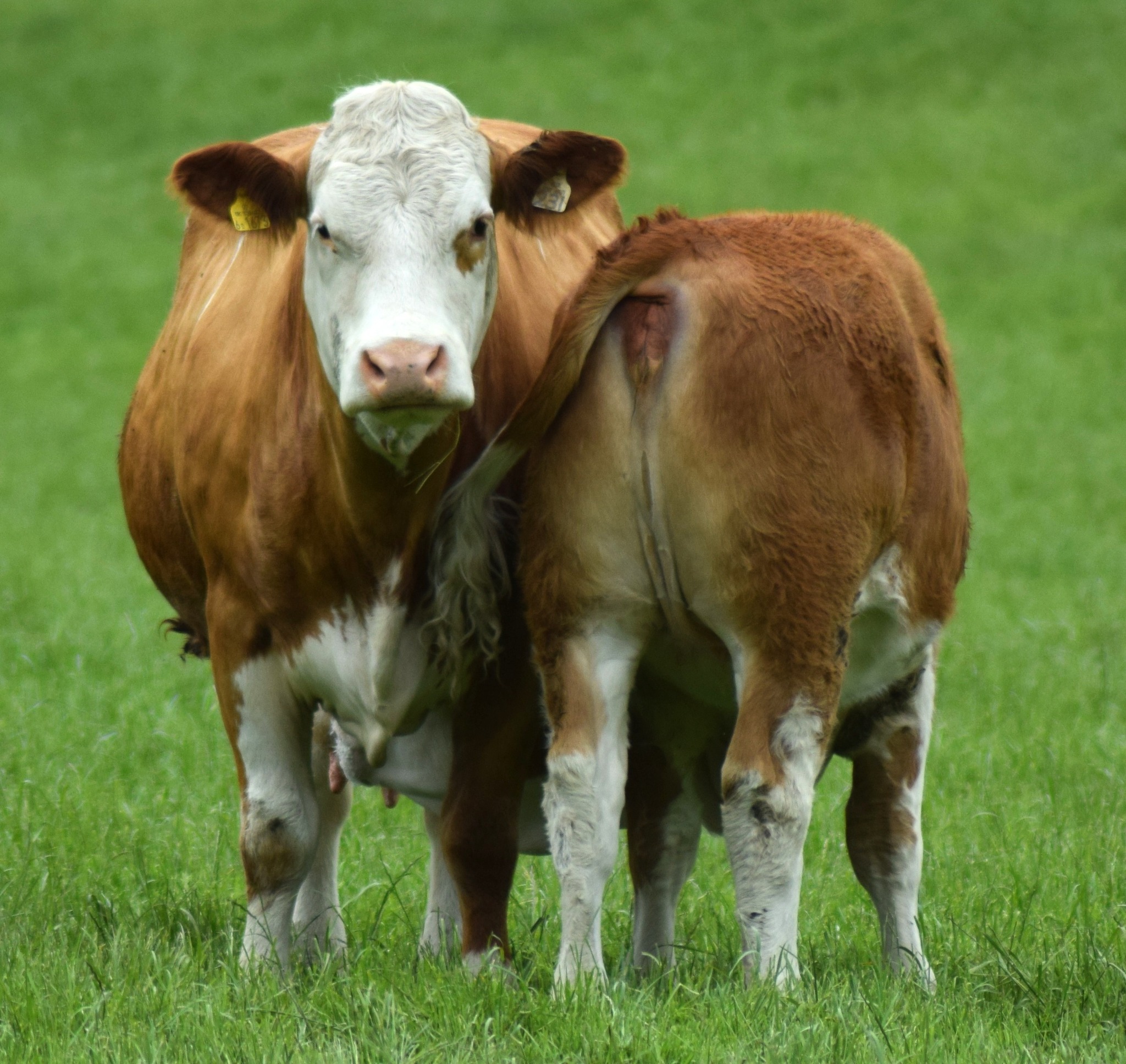 PART TWO OF THREE: SIMMENTALS TOPPING COMMERCIAL SALES AT 34 LIVESTOCK ...