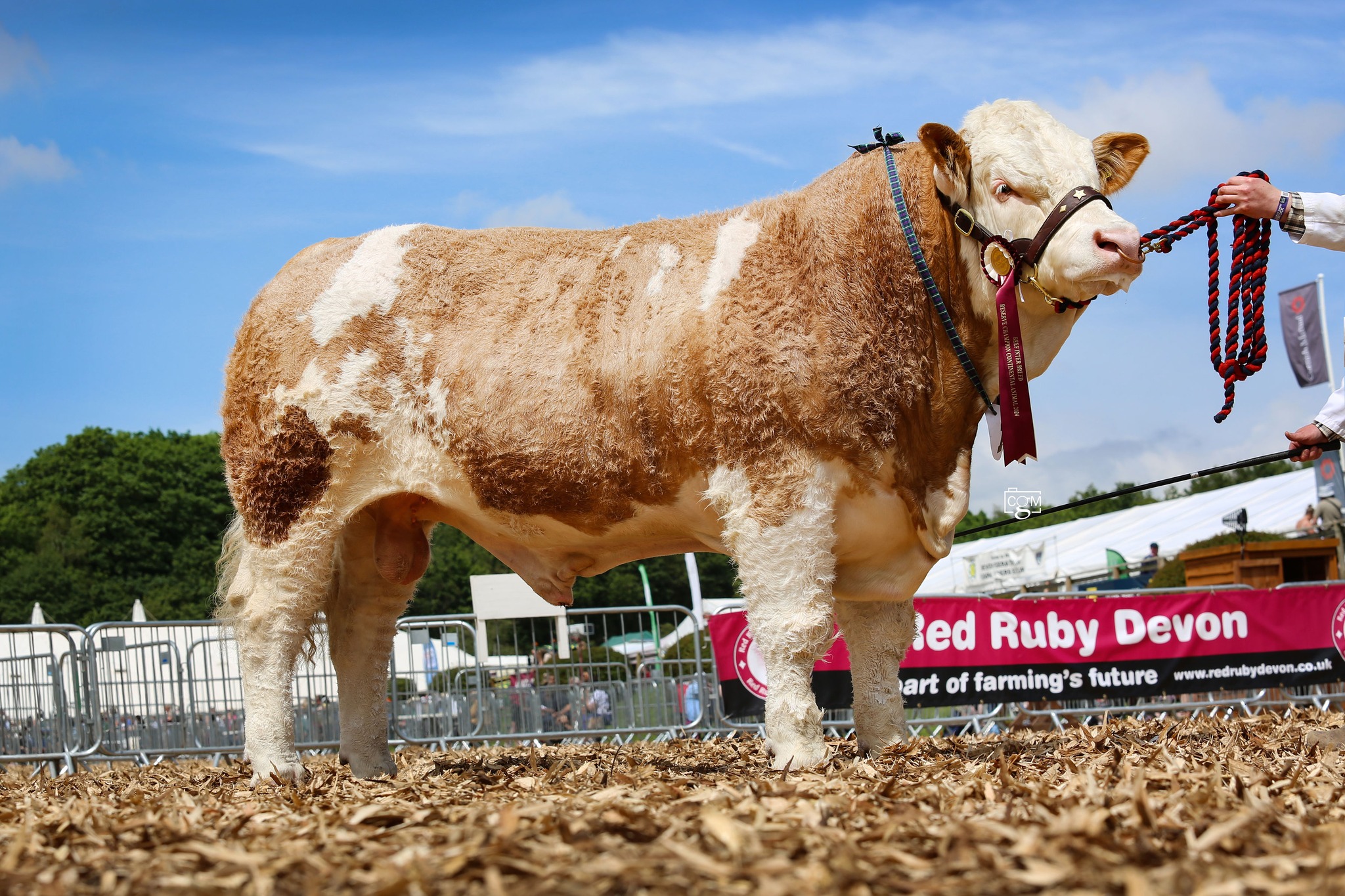 BOSAHAN NANSLOE 22 WINS SIMMENTAL CHAMPIONSHIP AND INTERBREED RESERVE ...