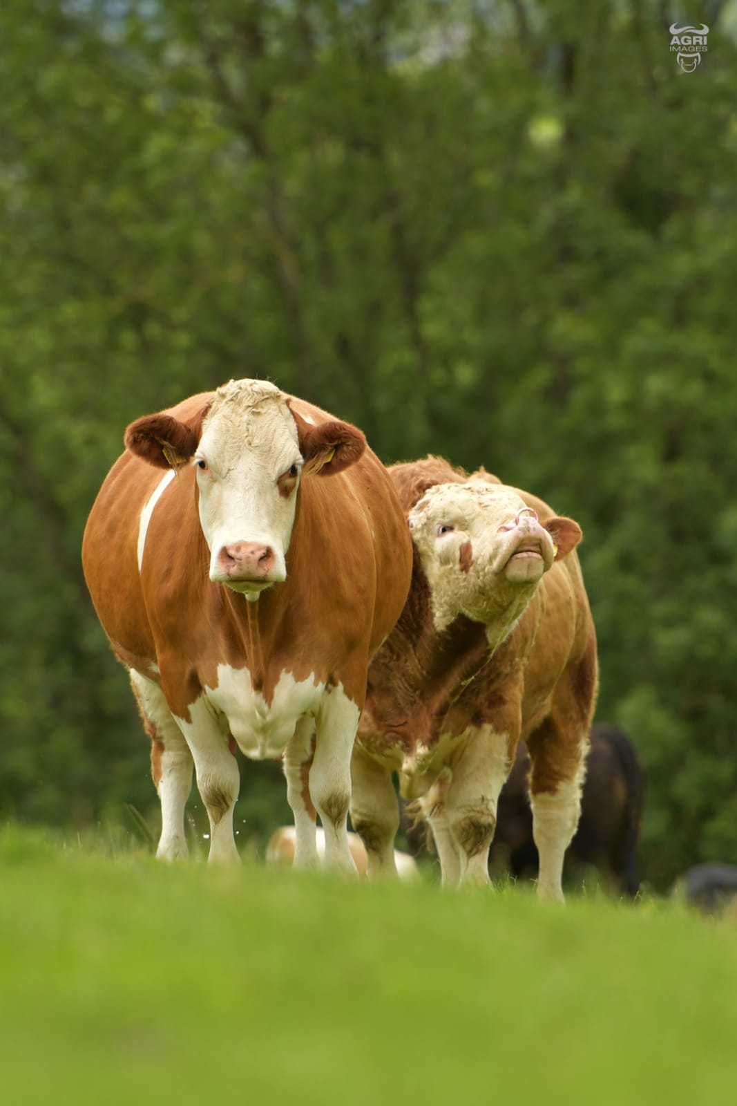 PART TWO OF THREE: SIMMENTALS TOPPING COMMERCIAL SALES AT 34 LIVESTOCK ...