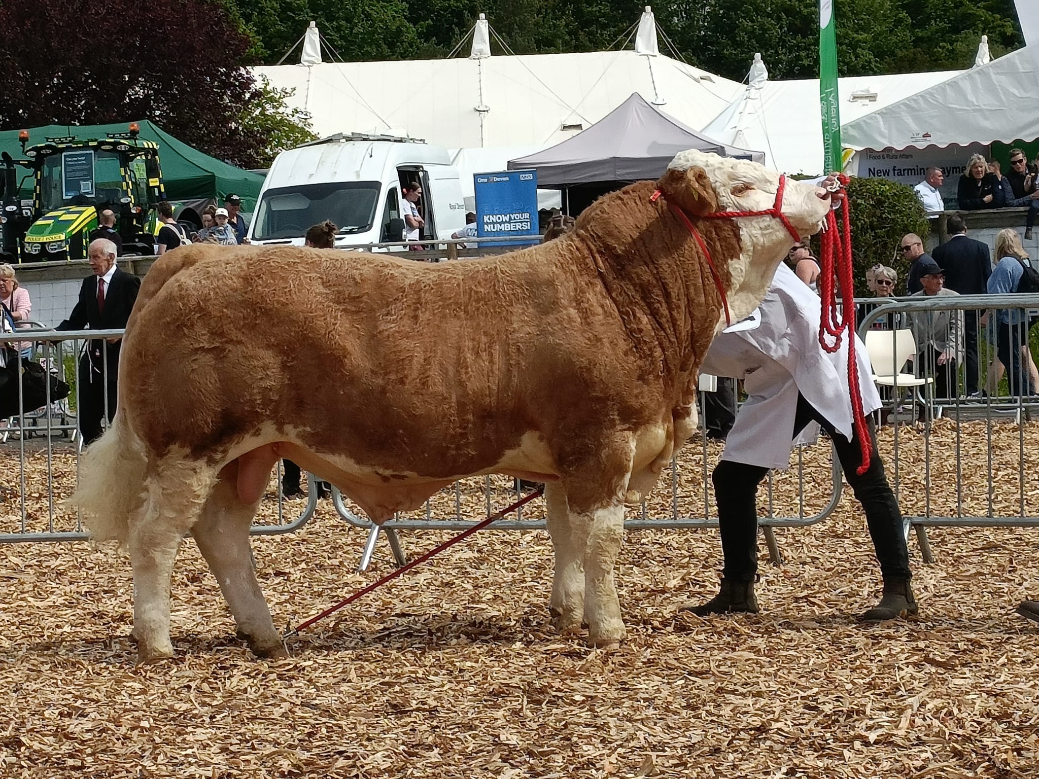 2024 South West News Archives - British Simmental Cattle Society