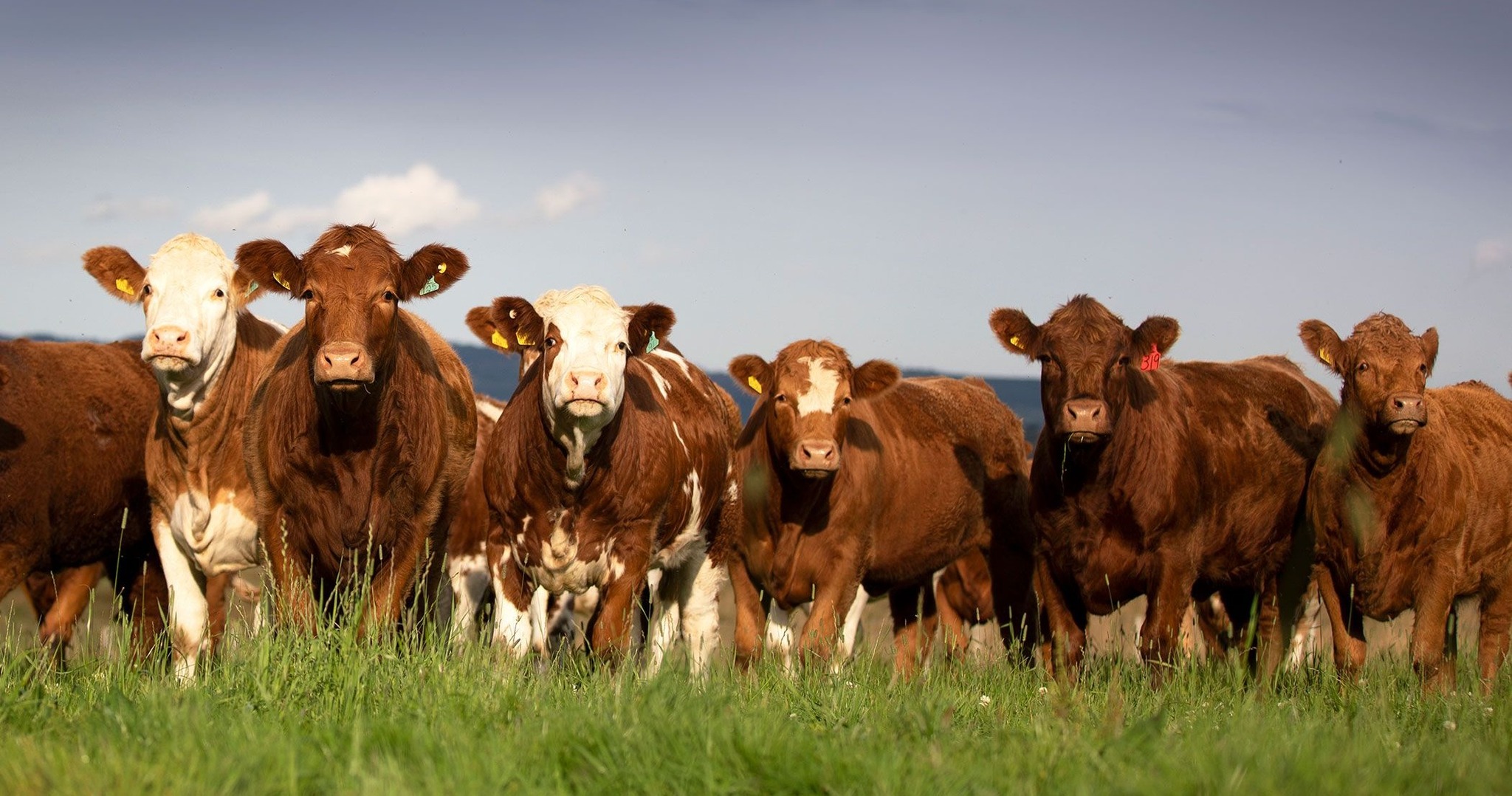 PART THREE OF THREE: SIMMENTALS TOPPING COMMERCIAL SALES AT 34 ...