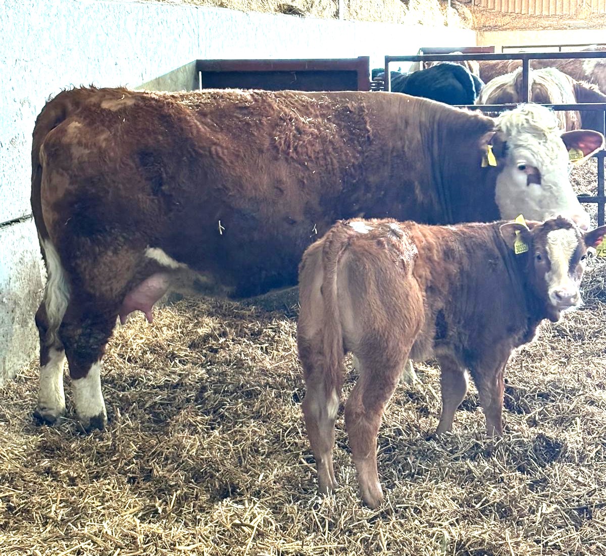 SIMMENTAL HEIFERS WITH CALVES AT FOOT IN BIG DEMAND AT THAINSTONE AND ...