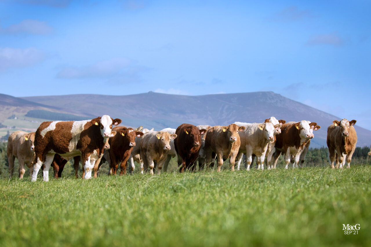 QUALITY BREEDING FEMALE FAMILIES UNDERPIN PROLIFIC AUCHORACHAN ...