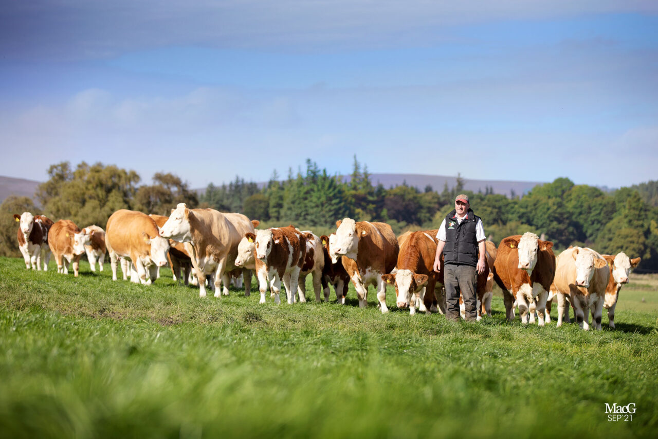 QUALITY BREEDING FEMALE FAMILIES UNDERPIN PROLIFIC AUCHORACHAN ...