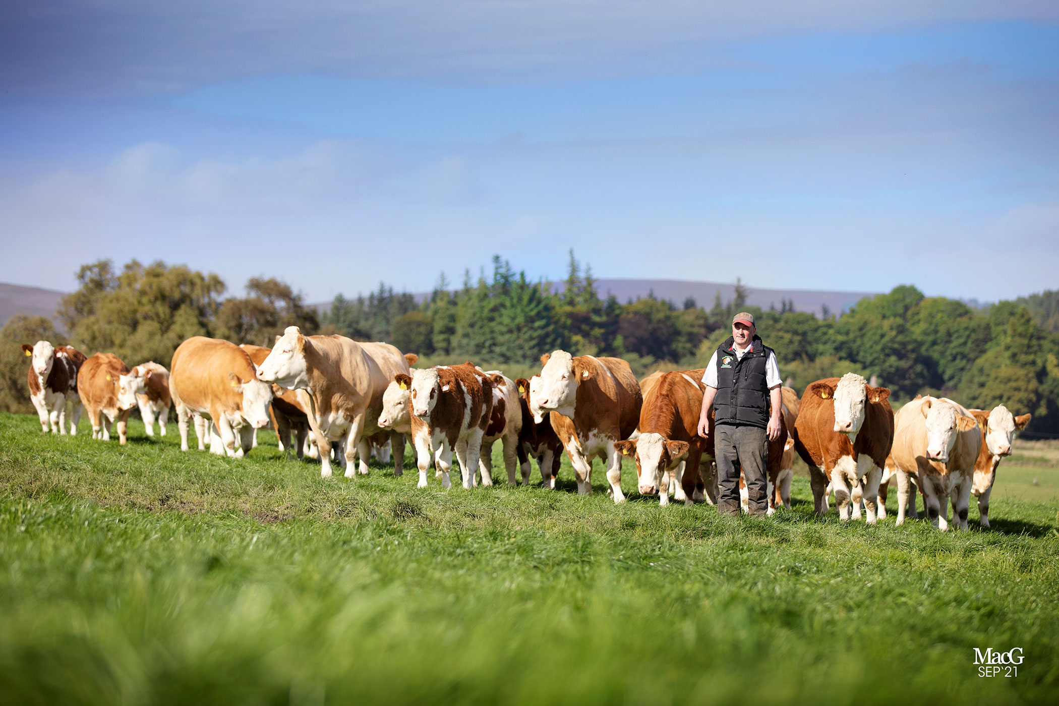 QUALITY BREEDING FEMALE FAMILIES UNDERPIN PROLIFIC AUCHORACHAN ...