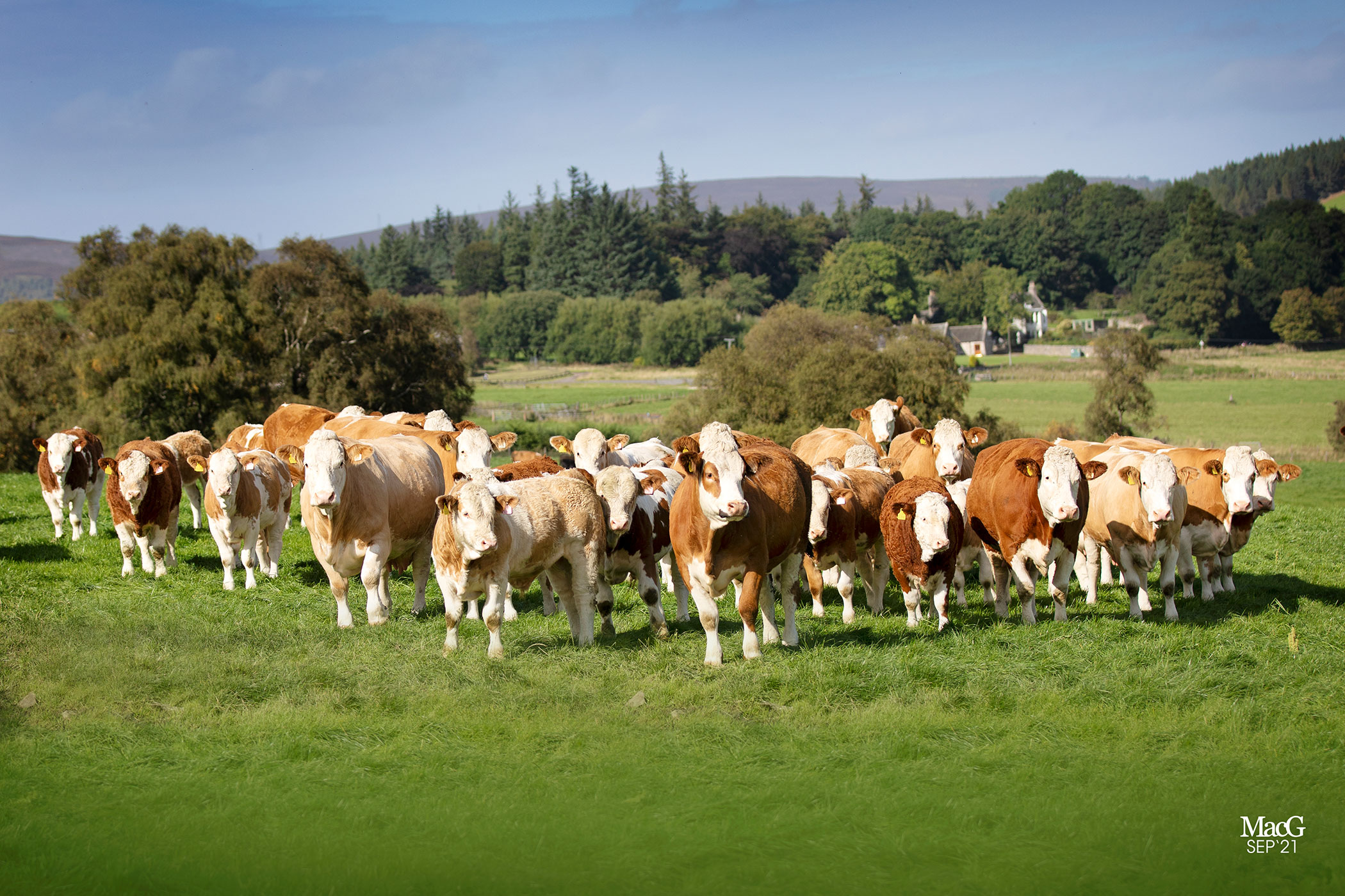 QUALITY BREEDING FEMALE FAMILIES UNDERPIN PROLIFIC AUCHORACHAN ...
