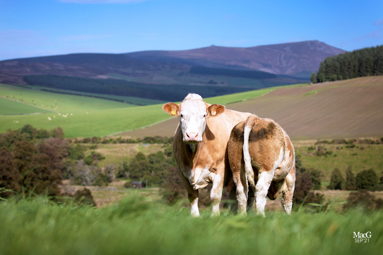 QUALITY BREEDING FEMALE FAMILIES UNDERPIN PROLIFIC AUCHORACHAN ...