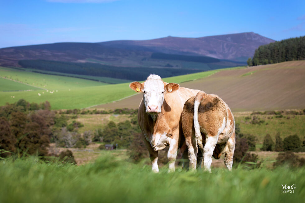 QUALITY BREEDING FEMALE FAMILIES UNDERPIN PROLIFIC AUCHORACHAN ...