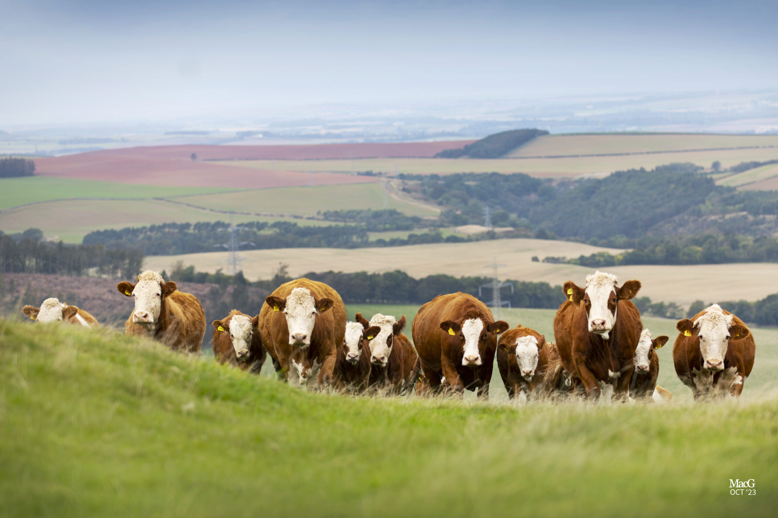 SIMMENTAL – THE ‘TESLA’ OF UPLAND SUCKLER BEEF PRODUCTION AT AIKENGALL ...