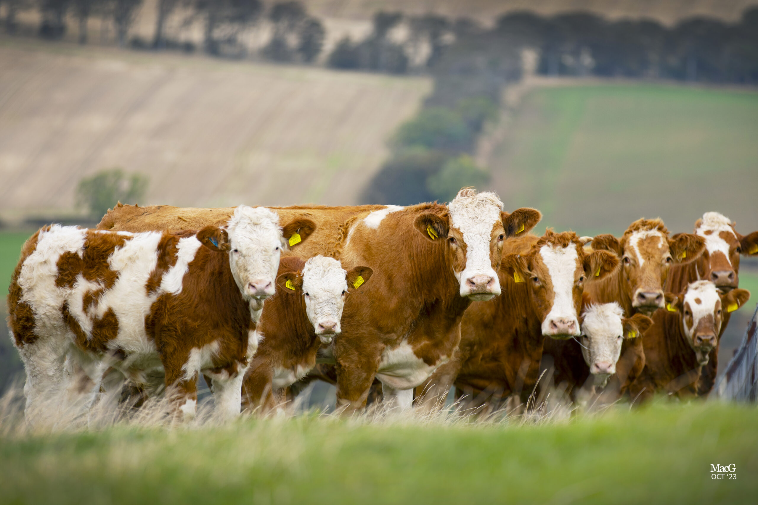 SIMMENTAL – THE ‘TESLA’ OF UPLAND SUCKLER BEEF PRODUCTION AT AIKENGALL ...