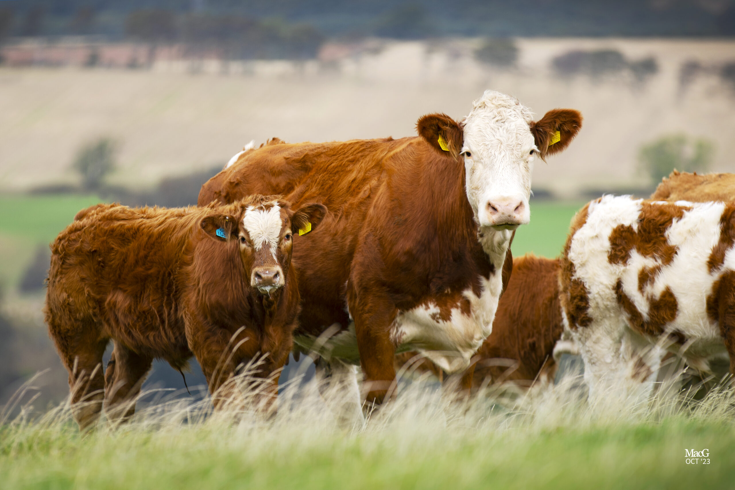 SIMMENTAL – THE ‘TESLA’ OF UPLAND SUCKLER BEEF PRODUCTION AT AIKENGALL ...