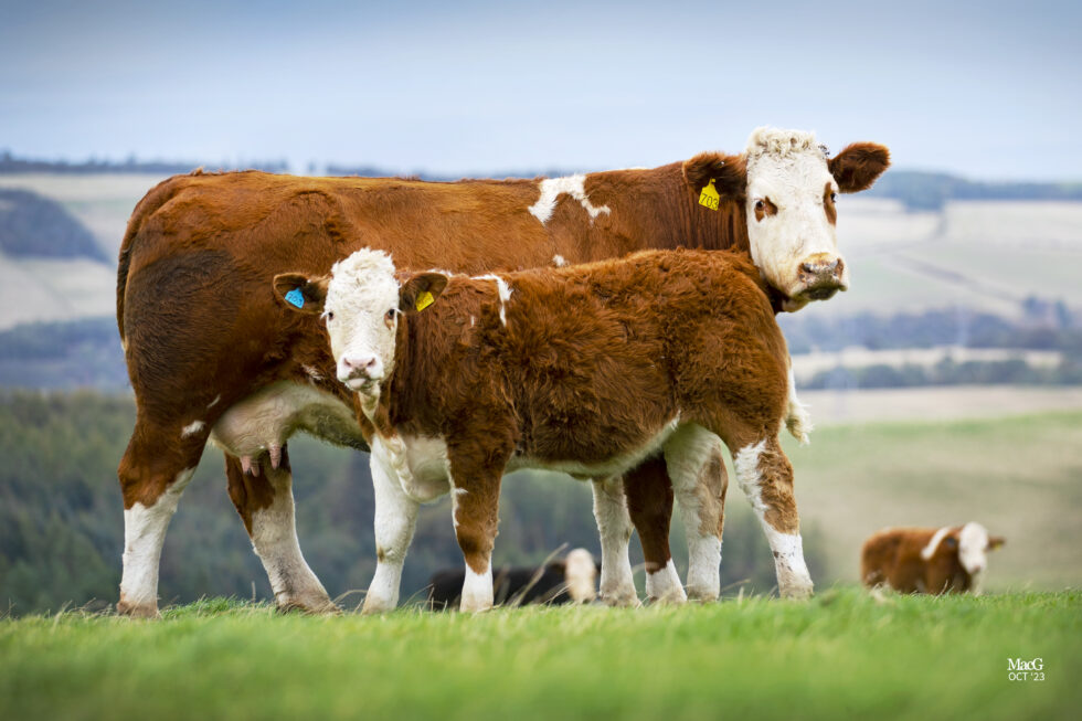 SIMMENTAL – THE ‘TESLA’ OF UPLAND SUCKLER BEEF PRODUCTION AT AIKENGALL ...