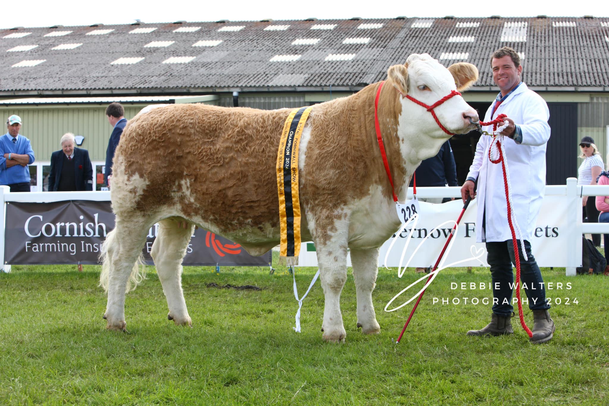 TREGNETHER NELLIE WINS 2024 ROYAL CORNWALL SHOW! - British Simmental ...