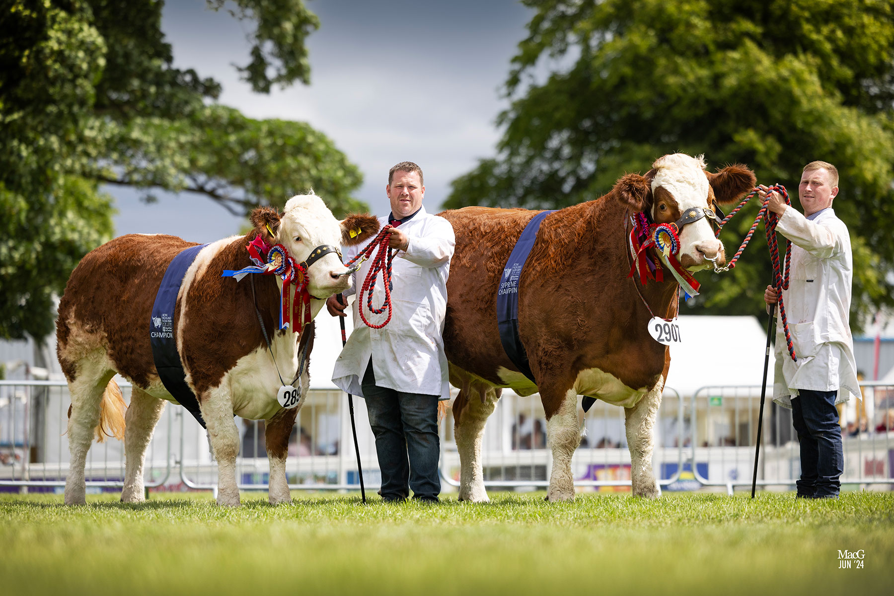 2024 Royal Highland Show Archives - British Simmental Cattle Society
