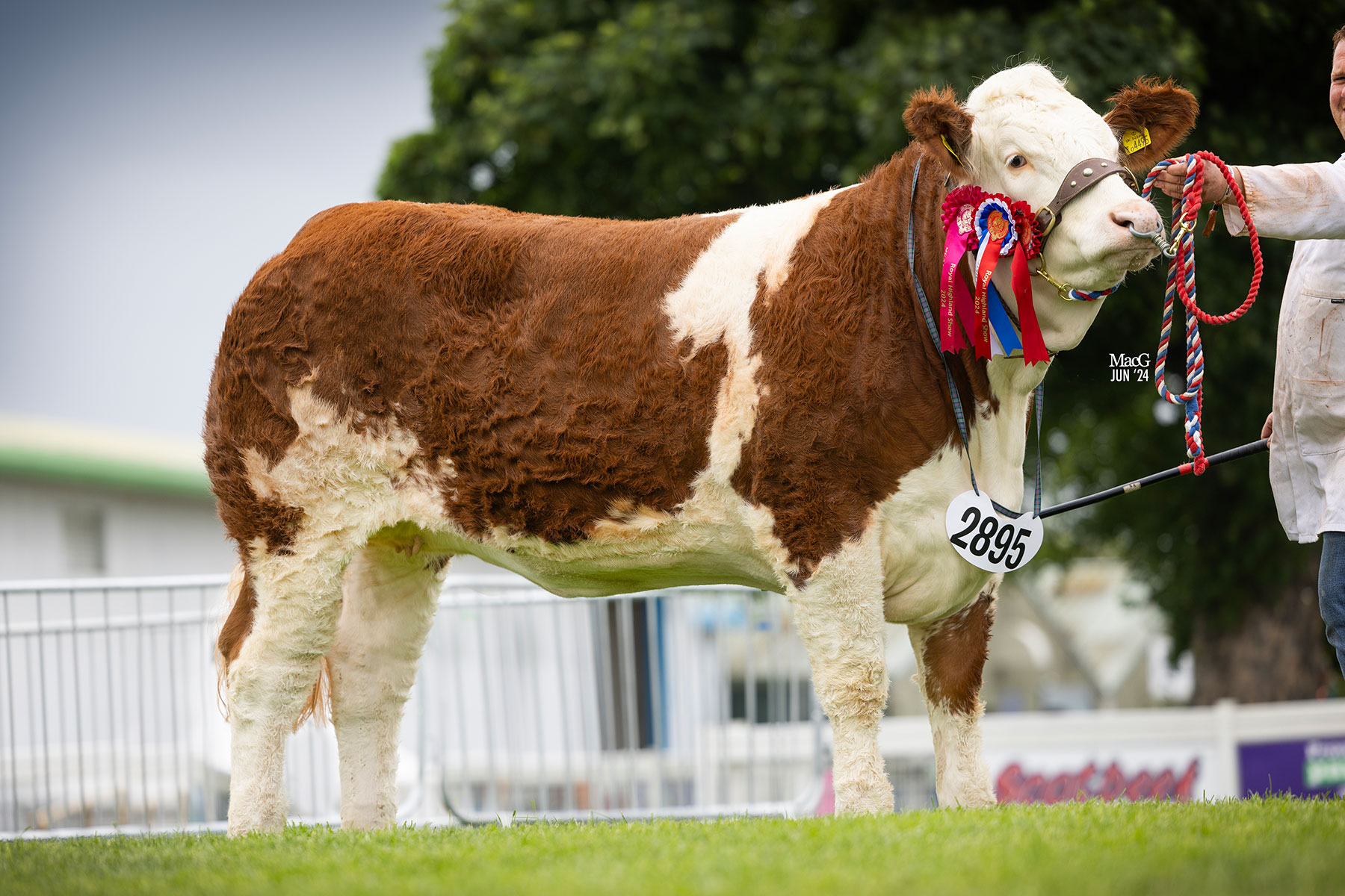 2024 Royal Highland Show Archives - British Simmental Cattle Society