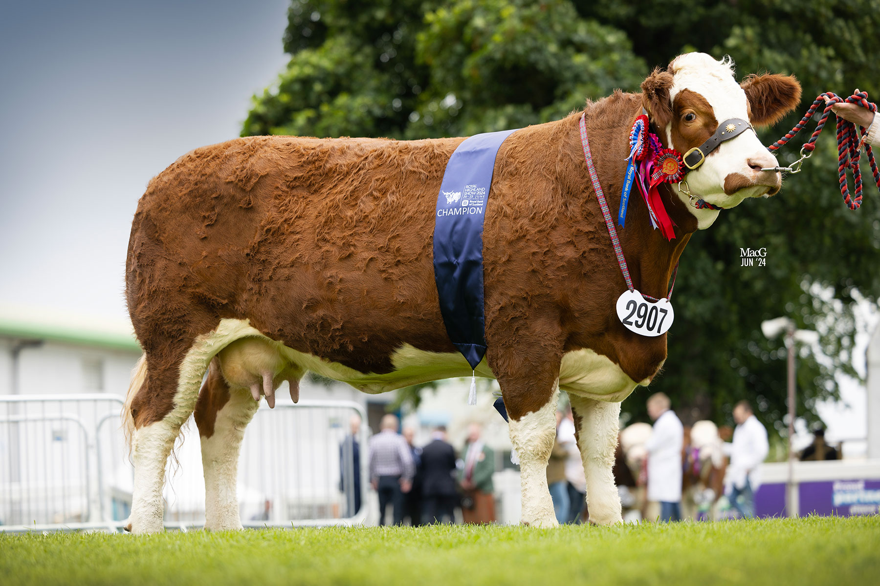 2024 Royal Highland Show Archives - British Simmental Cattle Society