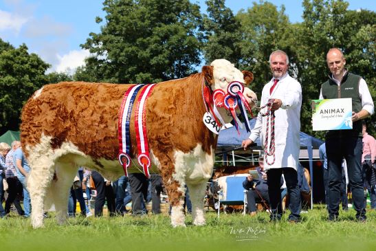 ‘HISTORY MAKER’ BALLINALARE FARM NIKITA WINS 2024 NI SIMMENTAL NATIONAL ...