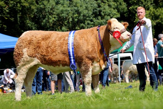 ‘HISTORY MAKER’ BALLINALARE FARM NIKITA WINS 2024 NI SIMMENTAL NATIONAL ...
