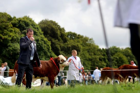 ‘HISTORY MAKER’ BALLINALARE FARM NIKITA WINS 2024 NI SIMMENTAL NATIONAL ...