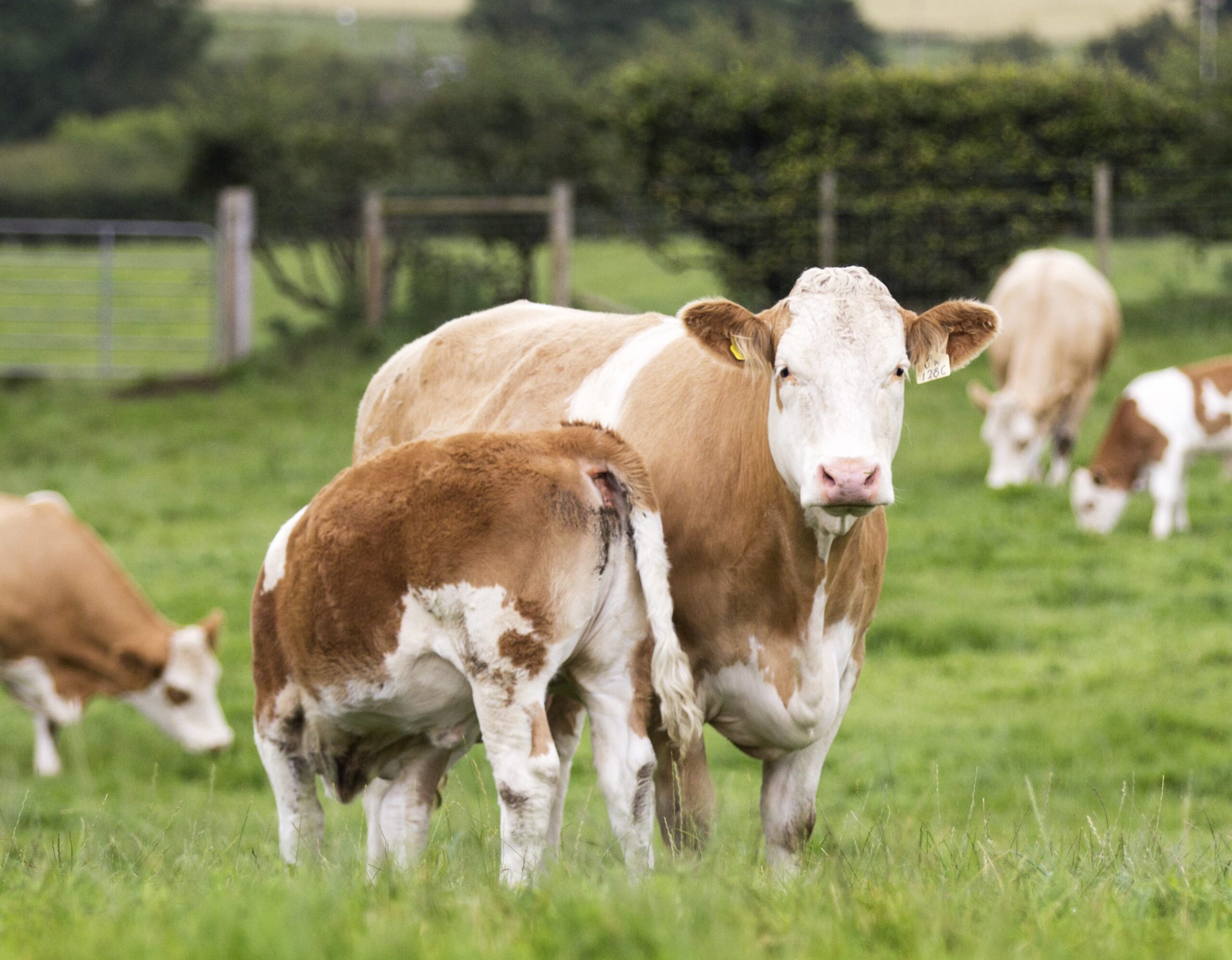 PART TWO OF THREE! SIMMENTALS TOPPING COMMERCIAL SALES AROUND THE UK ...