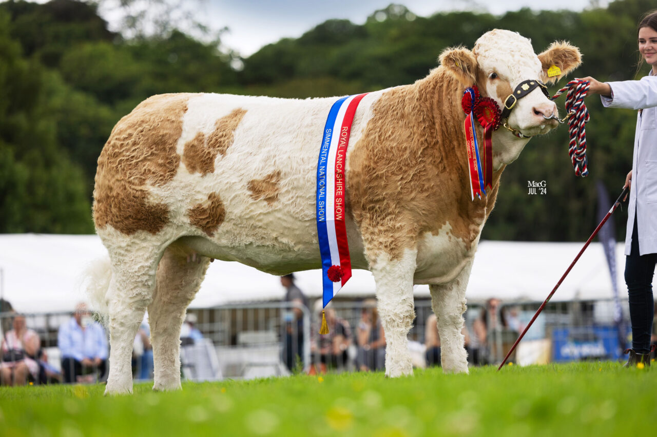 CADE FIFI’S NALA WINS 2024 SIMMENTAL ENGLISH NATIONAL AND OVERALL ...