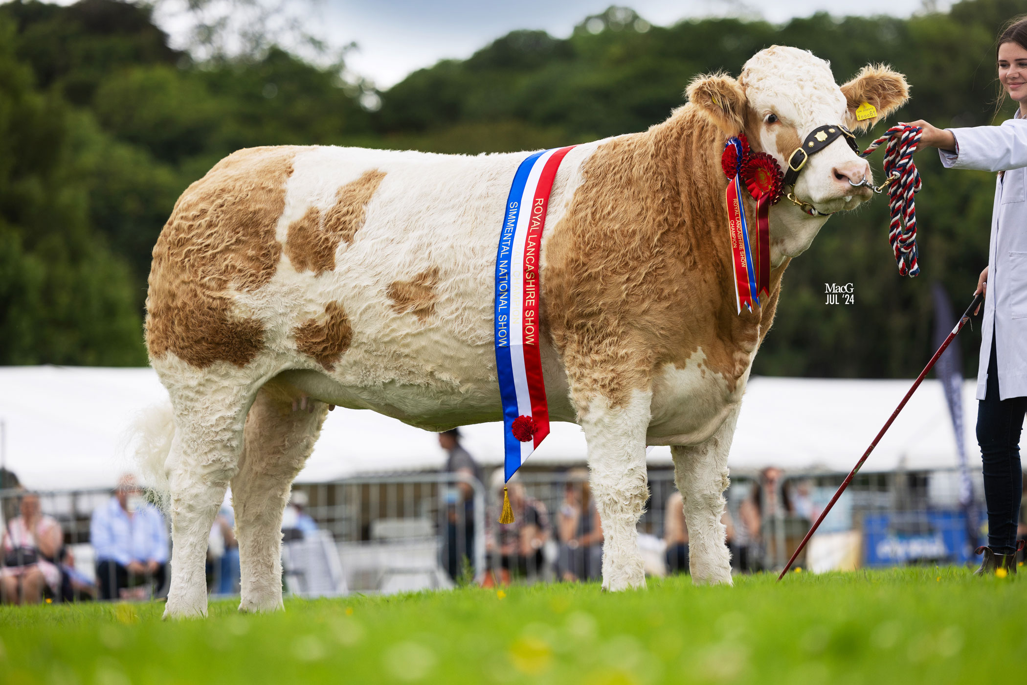 CADE FIFI’S NALA WINS 2024 SIMMENTAL ENGLISH NATIONAL AND OVERALL ...