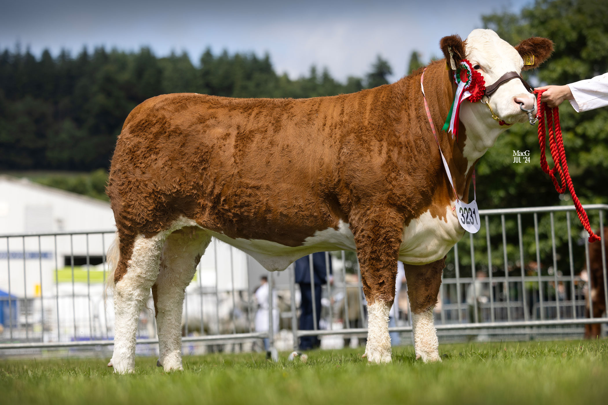 CLONAGH REGAL FORTUNE WINS SIMMENTAL CHAMPIONSHIP AT 2024 ROYAL WELSH ...