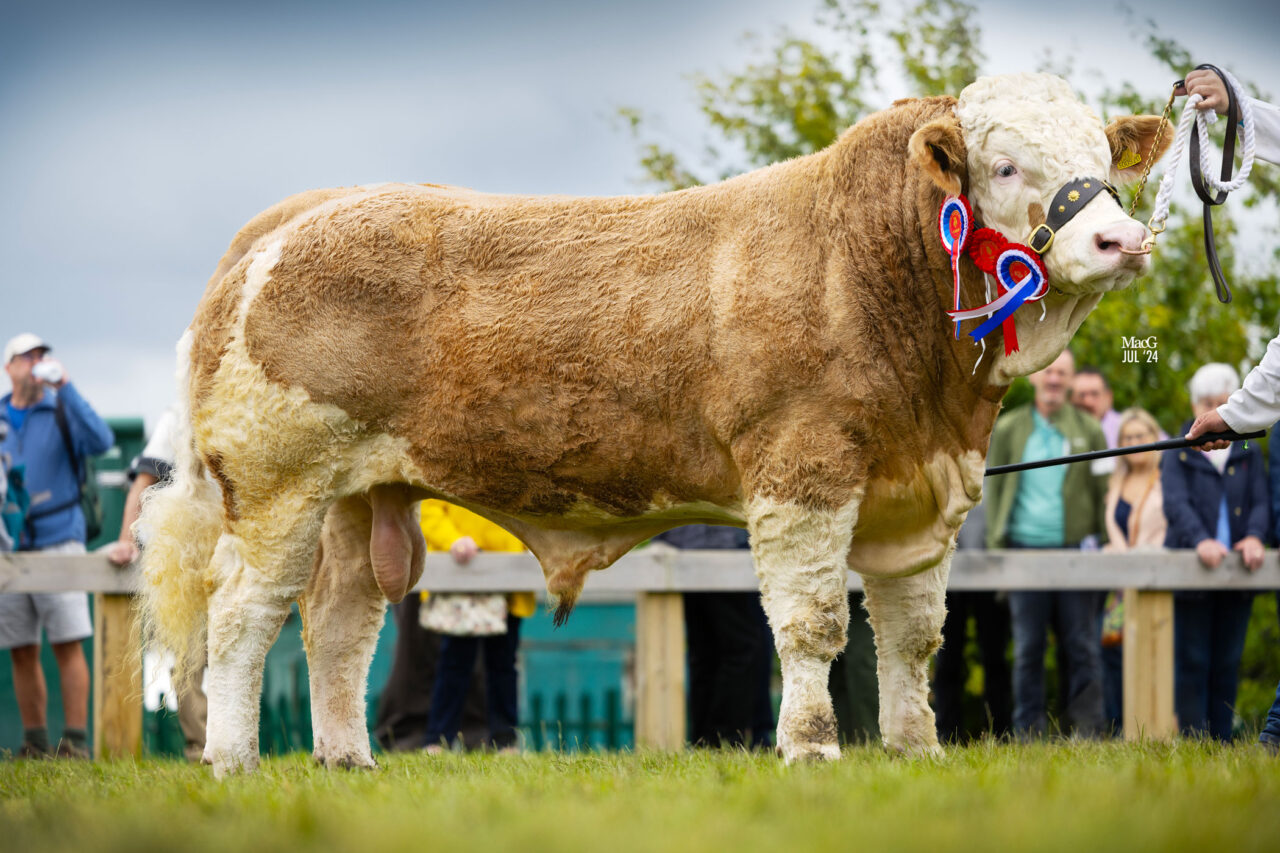 POPES PRINCESS NOOR CROWNED SIMMENTAL CHAMPION AT 2024 GREAT YORKSHIRE ...