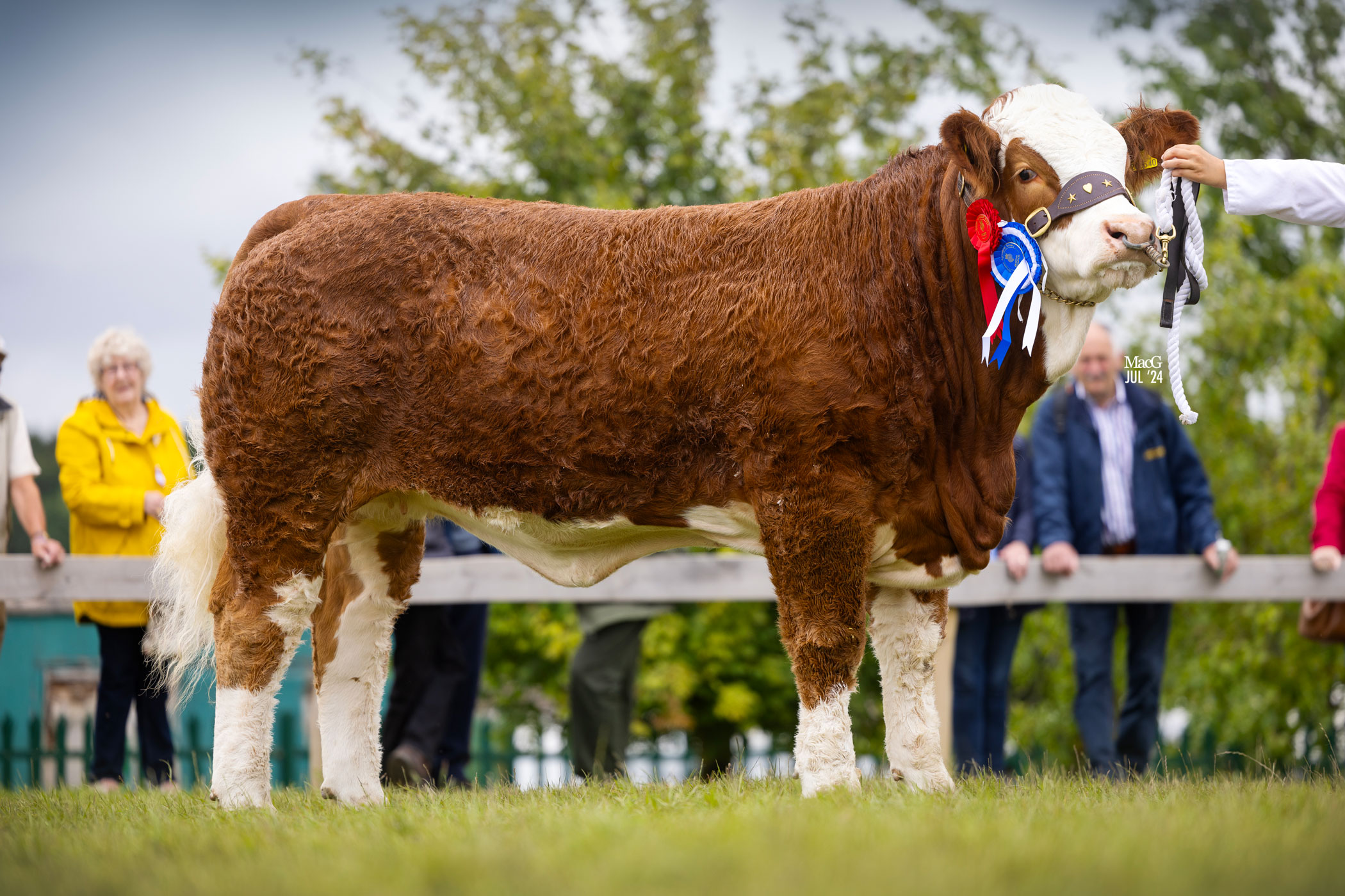 POPES PRINCESS NOOR CROWNED SIMMENTAL CHAMPION AT 2024 GREAT YORKSHIRE ...
