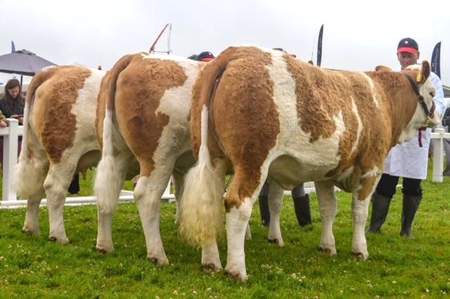 ANGWELHA FANTASTIC PIPPA WINS INTERBREED BEEF CHAMPIONSHIP AT 2024 ...