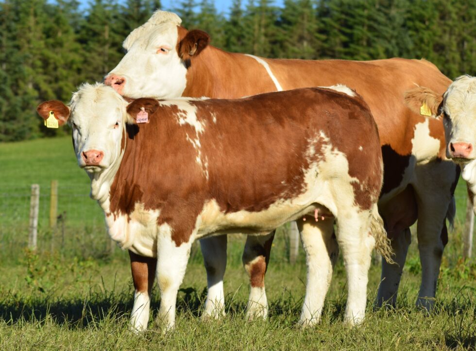 PART THREE OF THREE! SIMMENTALS TOPPING COMMERCIAL SALES AROUND THE UK ...