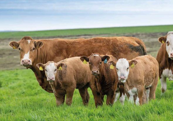 PART ONE OF THREE! SIMMENTALS TOPPING COMMERCIAL SALES AROUND THE UK ...