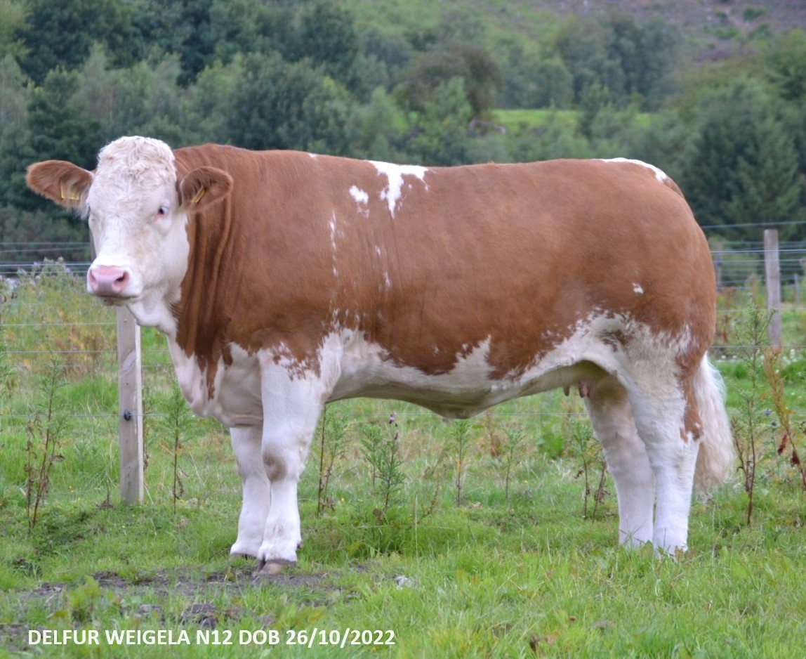 DELFUR WEIGELA N12 WINS THE 2024 SIMMENTAL VIRTUAL SHOW FEMALE CHAMPIONSHIP SHOW - British ...
