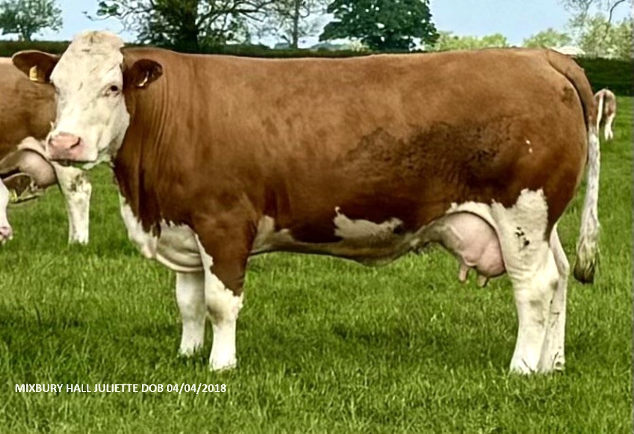 MIXBURY HALL JULIET WINS CLASS SIX OF THE 2024 BRITISH SIMMENTAL ...