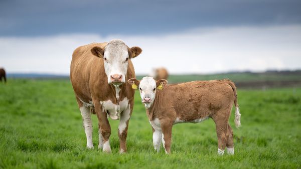 PART TWO OF THREE: SIMMENTALS TOPPING COMMERCIAL SALES IN AUGUST AT 32 ...