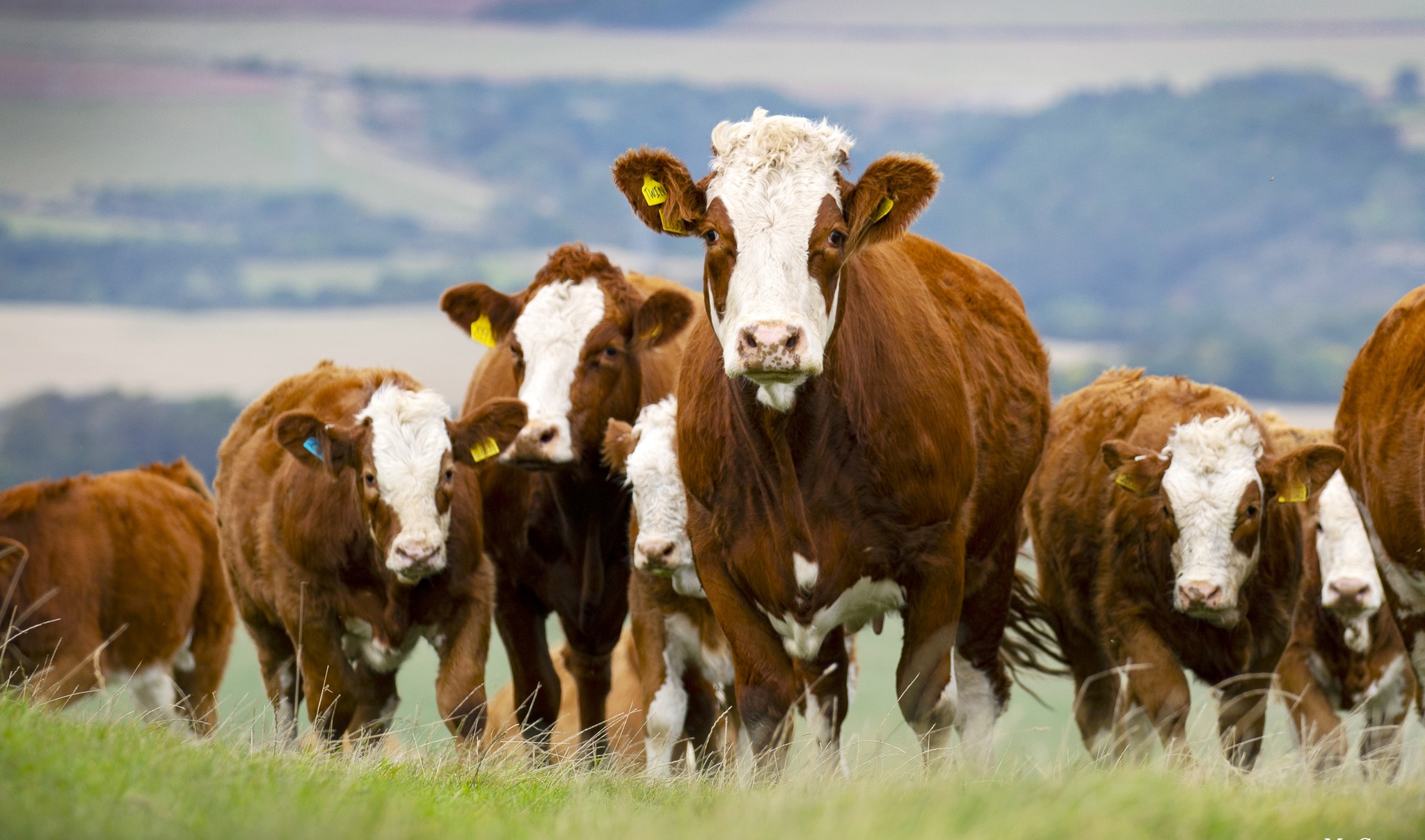 PART THREE OF THREE: SIMMENTALS TOPPING COMMERCIAL SALES IN AUGUST AT ...