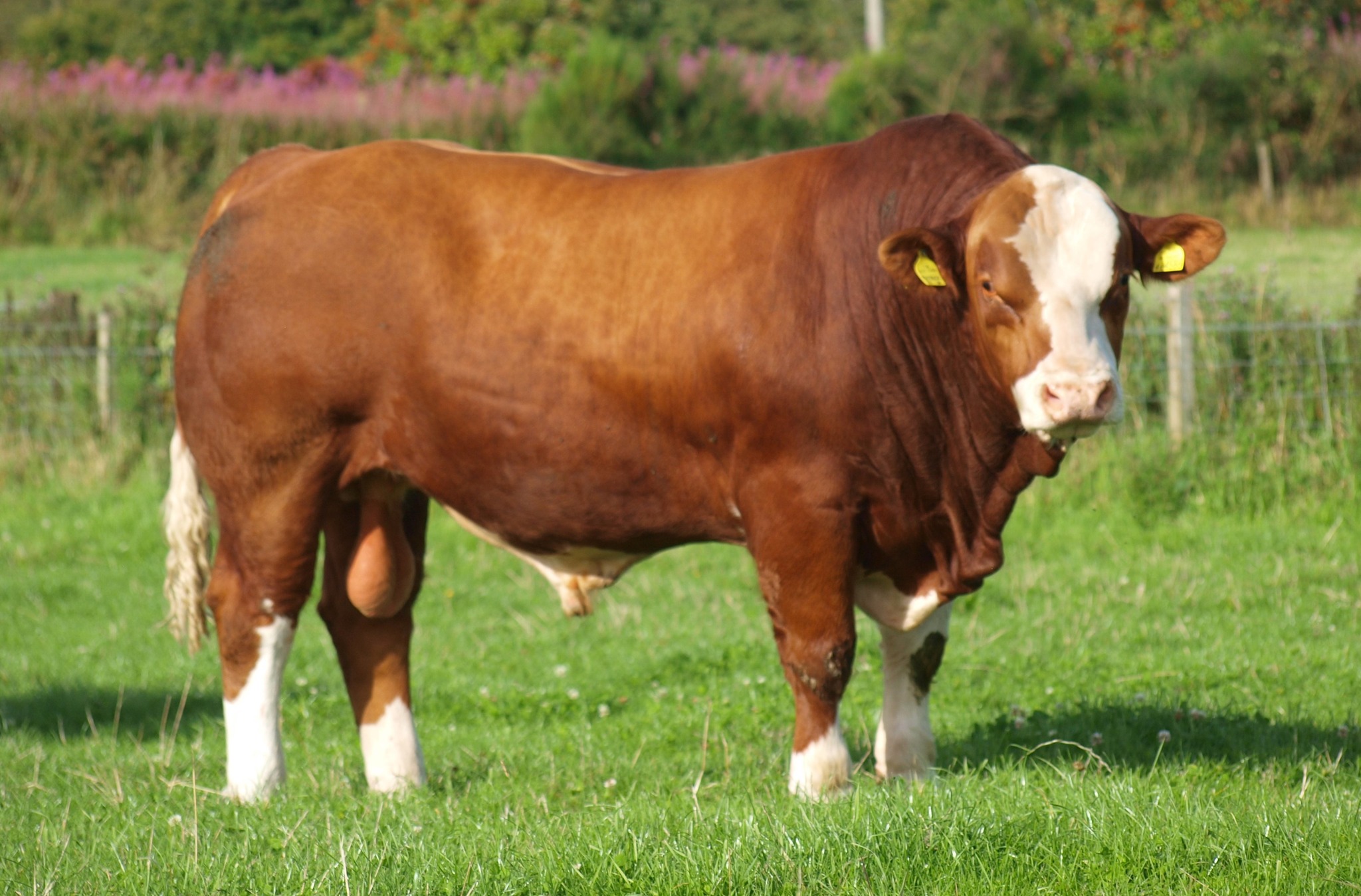£10,200 INCHEOCH PATRICK (PP) TOPS STRONG SIMMENTAL TRADE AT WORKING ...